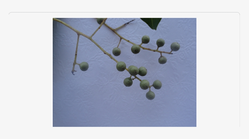 Embelia Ribes Burm - Embelia Ribes - 761x378 PNG Download - PNGkit