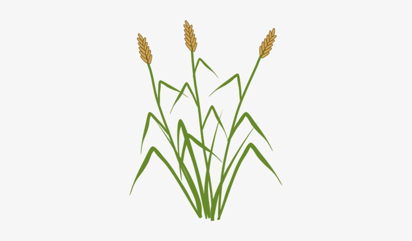 Ian Symbol Typha Spp - Typha Sp - 306x400 PNG Download - PNGkit