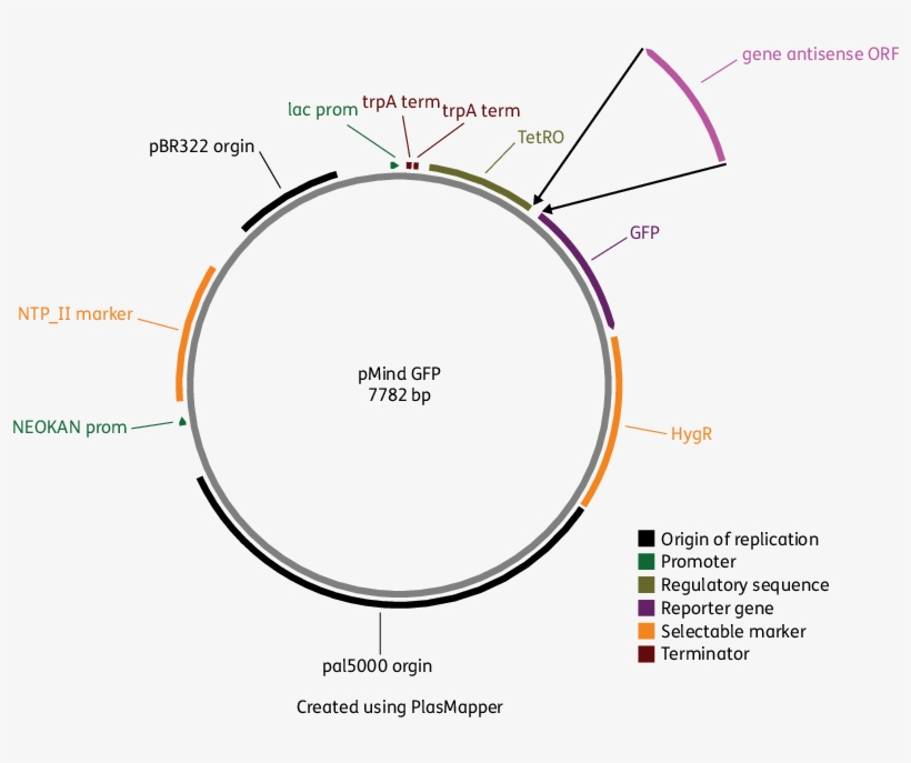 Pmindgfp Vector Map Showing The Placement Of The Open - Open Reading ...