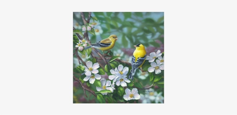 Signs Of Spring American Goldfinch - Bradley Jackson Paintings ...