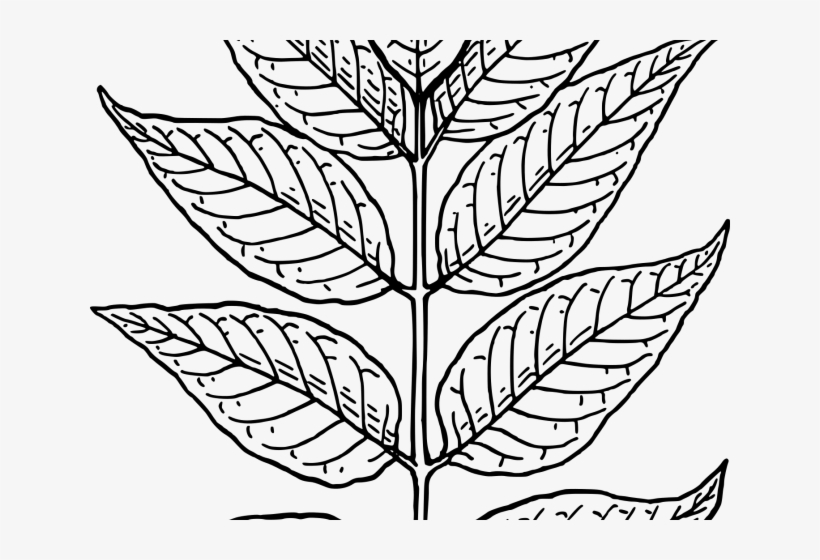 Curry Leaves Cliparts - Tobacco Leaves Clip Art - 640x480 PNG Download ...