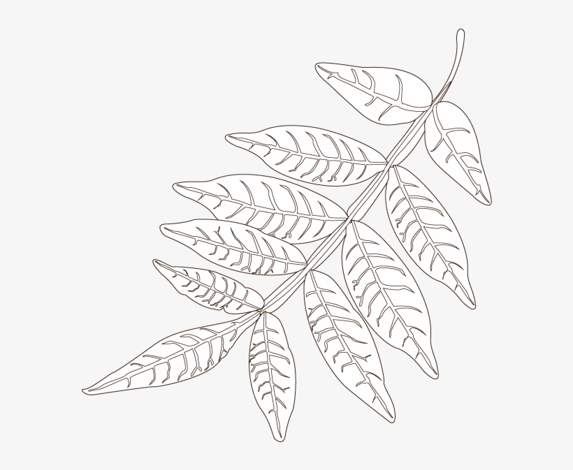 Sumac - Leaf - 600x600 PNG Download - PNGkit