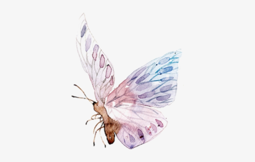 Watercolor Butterfly Freetoedit Ftestickers Wings Butterfly ...