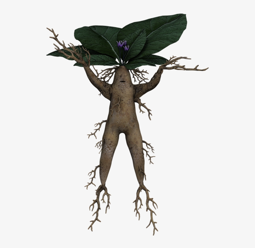 Alraune, Root, Fantasy, Funny, Cheerful, Mystical - Tuber - 960x720 PNG ...