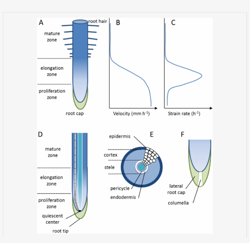 Diagrams Of A Root Apex - Root - 850x784 PNG Download - PNGkit