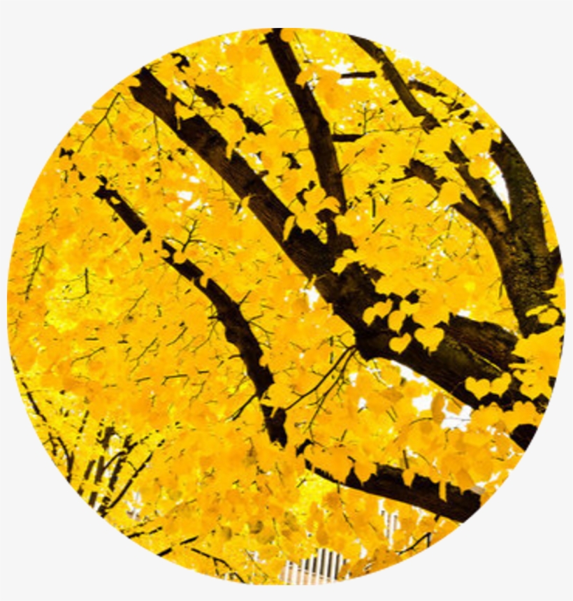 Tumblr Yellow Vintage Overlay Collage Treefreetoedit - Mustard Colored ...