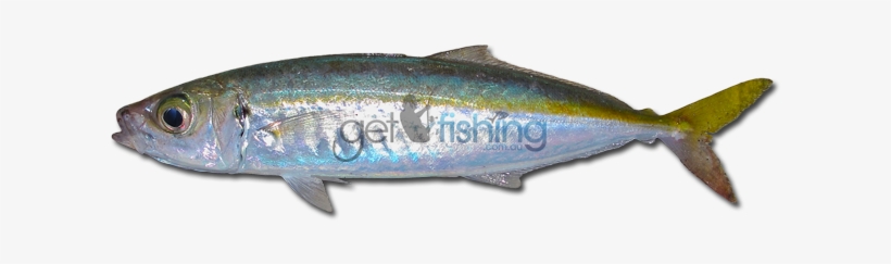 Mackerel Scad - Scad Mackerel - 648x350 PNG Download - PNGkit