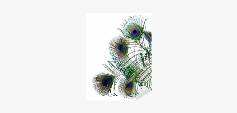 Download Transparent Peacock Feathers Isolated On White Background ...