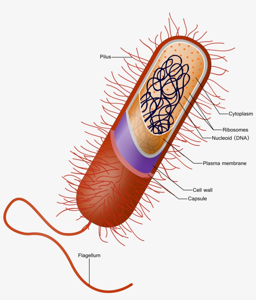 The Outer Red Layer In This Diagram Is The Capsule, - Prokaryotic Cell ...