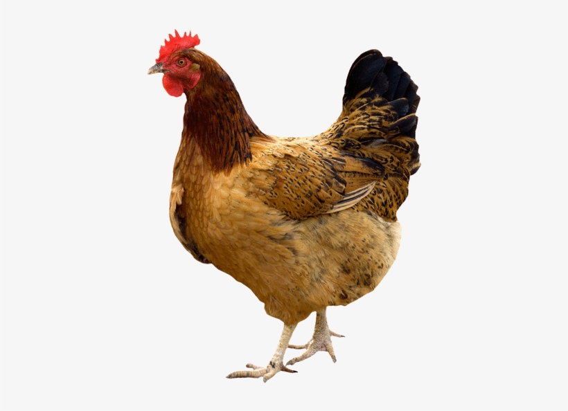 Desi / Gavran Live Chicken - Chicken With Sombrero - 655x600 PNG ...
