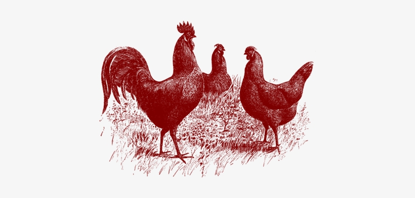 Rooster - Chicken Bach Bach Purple Square Sticker 3" X - 428x312 PNG ...