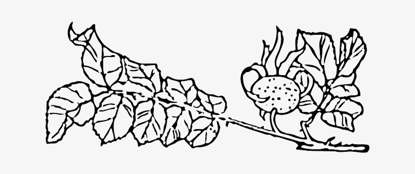 Outline, Tree, Rose, Branch, Plant, Vine - Rose - 640x320 PNG Download ...
