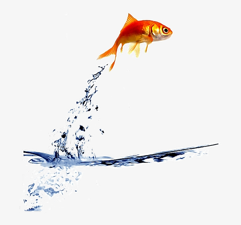 Ftestickers Goldfish Jump Fishstickers - Fish Jumping Out Of Bowl Gif ...
