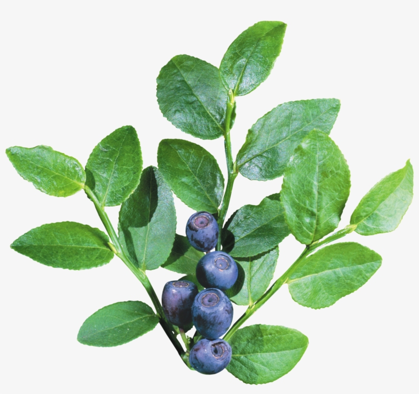 Blueberrys With Leave Png Image - Blueberry Bush Transparent ...