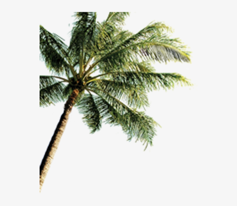 Coconut Tree Images Png