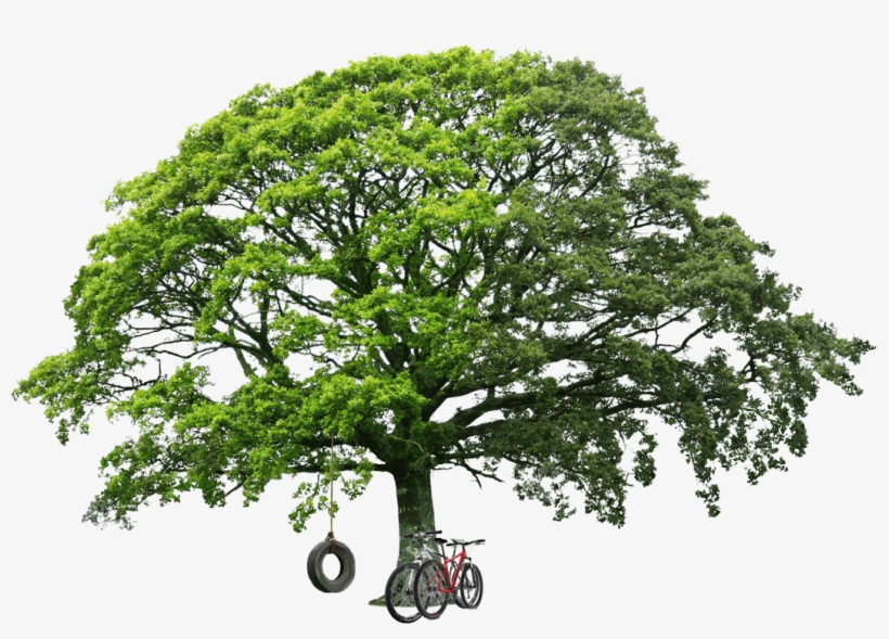 Big Green Tree Png Image - Oak Tree - 1060x710 PNG Download - PNGkit