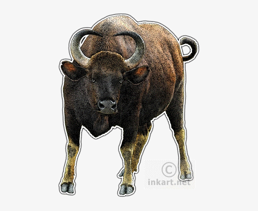 Indian Gaur Decal - Gaur Art - 453x590 PNG Download - PNGkit