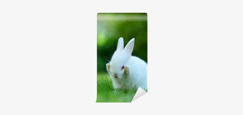 Funny Baby White Rabbit In Grass Wall Mural • Pixers® - Angora Rabbit ...