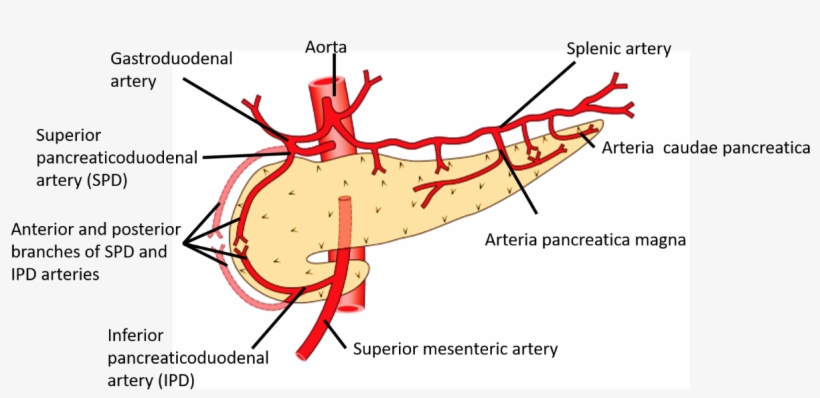 Pancreas Blood Supply - Pancreas - 1238x558 PNG Download - PNGkit