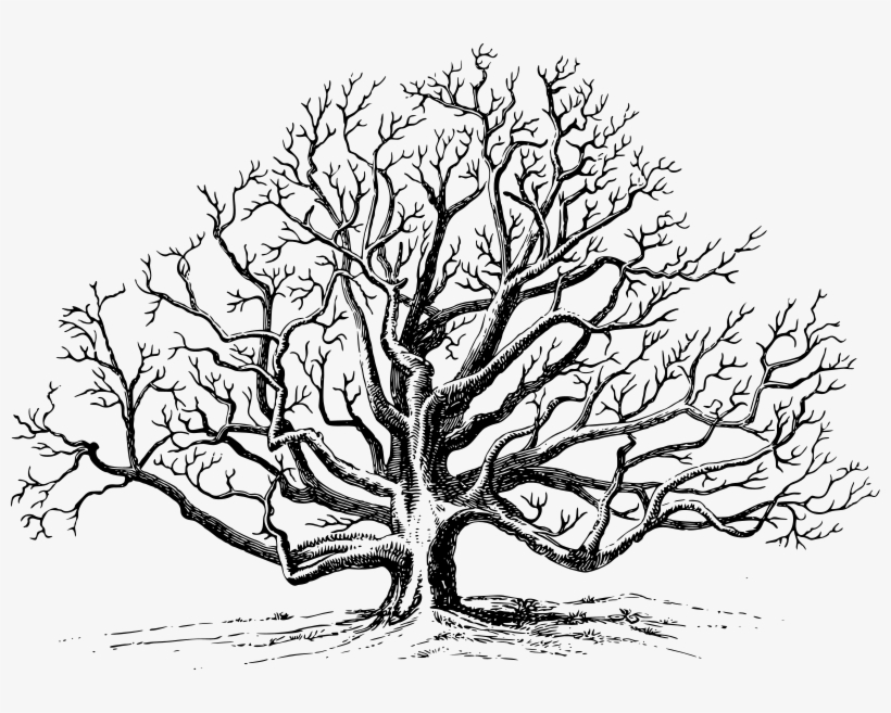 Black Walnut Tree Drawing - 800x577 PNG Download - PNGkit