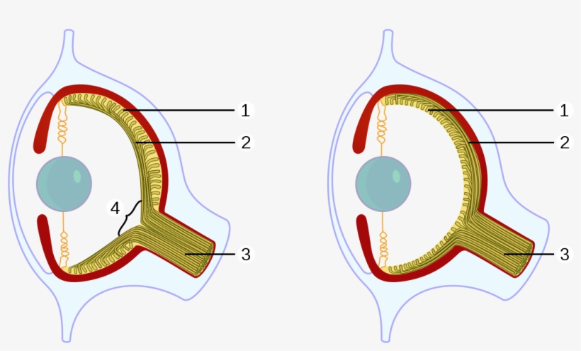 Anatomy Of A Bat's Eye - 1200x681 PNG Download - PNGkit