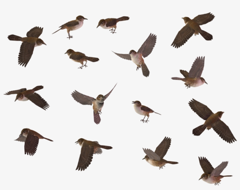 Wren - Bird Top View Png - 1024x639 PNG Download - PNGkit
