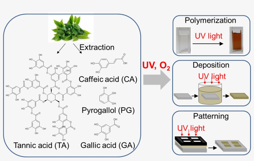 Uv-triggered Polymerization, Deposition And Patterning - Phenolic ...