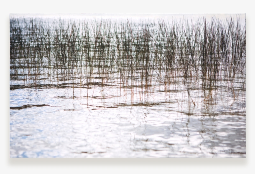 Reeds Web - 1000x657 PNG Download - PNGkit