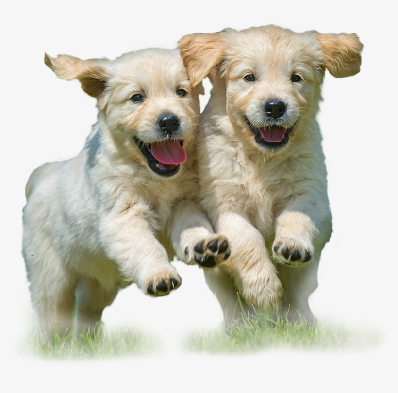 Reduce, Reuse, Recycle - Dogs Running - 950x1083 PNG Download - PNGkit