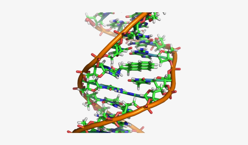 Download Transparent Ethidium Bromide Dna Structure - PNGkit