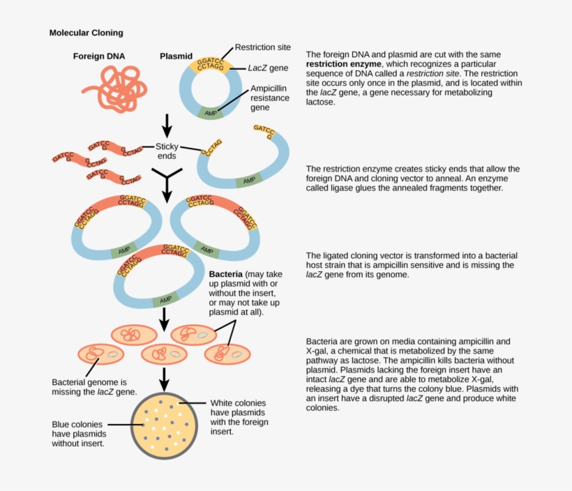 This Diagram Shows The Steps Involved In Molecular - Steps In Gene ...