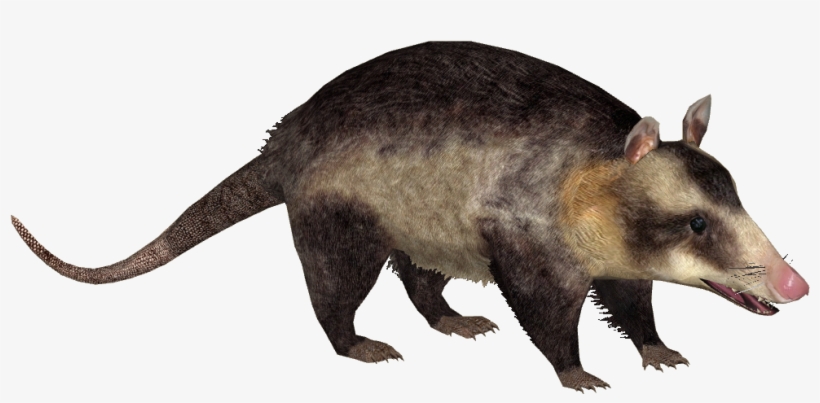 Common Opossum - Opossum Zt2 - 981x981 PNG Download - PNGkit