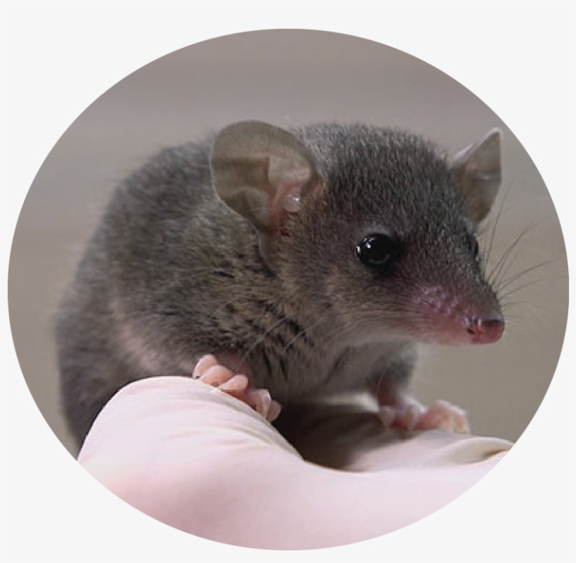 Sears Lab Mission - Rat - 1024x1187 PNG Download - PNGkit