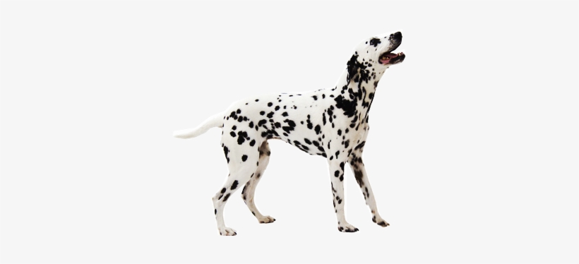 Dalmatian - Dalmatian Transparent - 373x322 PNG Download - PNGkit