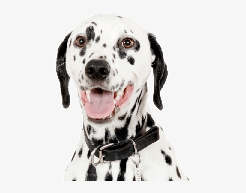 Search - My Animal Hospital - Pc Cd - 565x565 PNG Download - PNGkit