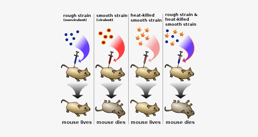 Frederick Griffith Experiment - 450x377 PNG Download - PNGkit