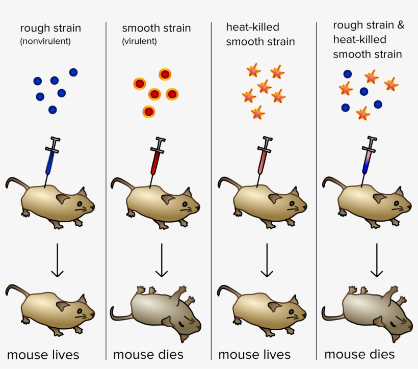 Diagram Illustrating Frederick Griffith's Experiment - Griffith ...