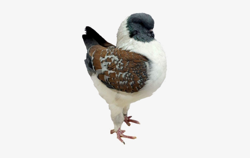Modena - Fancy Pigeon Types And Names - 328x438 PNG Download - PNGkit