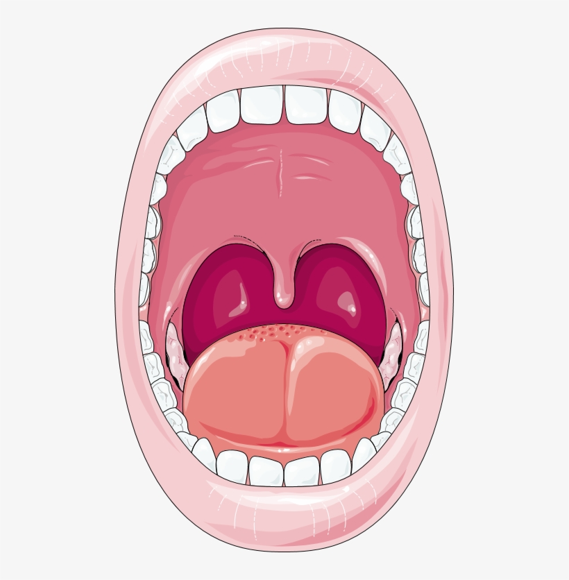 Download The Image - Cartoon Mouth Digestive System - 489x756 PNG ...