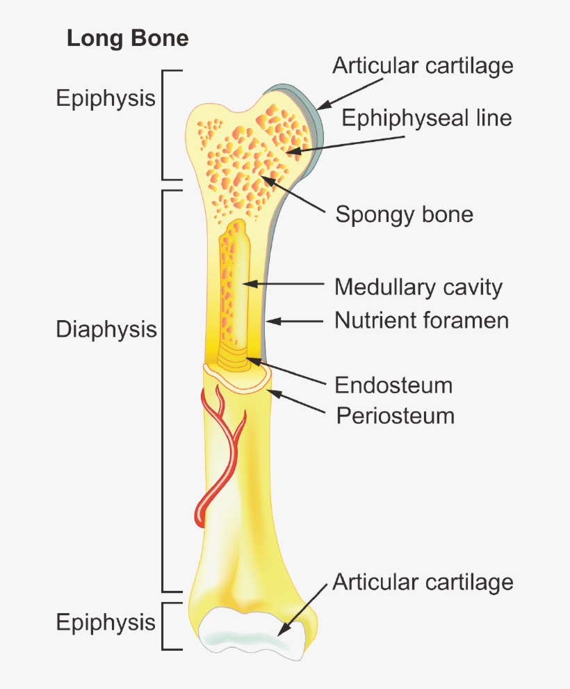 Structure Of A Typical Bone General Features Of Long Bones 707x940 