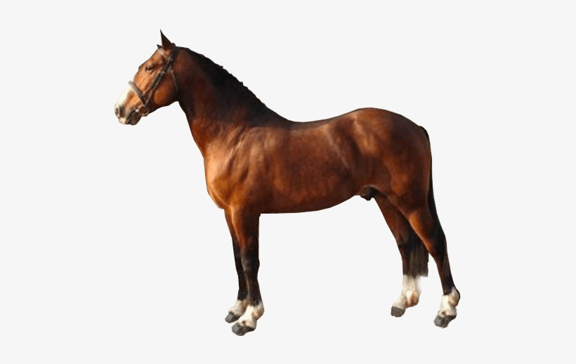 Brown Race Horse Transparent Image ~ Free Png Images - Horse On ...