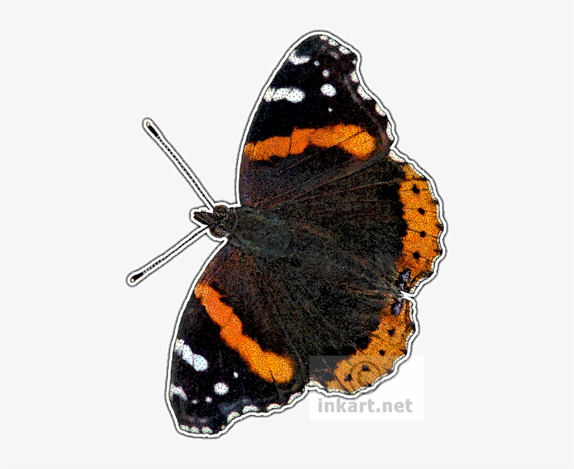 Red Admiral Butterfly Decal - Butterflies Of North America Note Cards ...