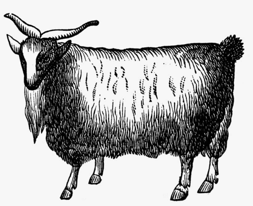 Goat Milk 1/2 Gallon - 1000x768 PNG Download - PNGkit