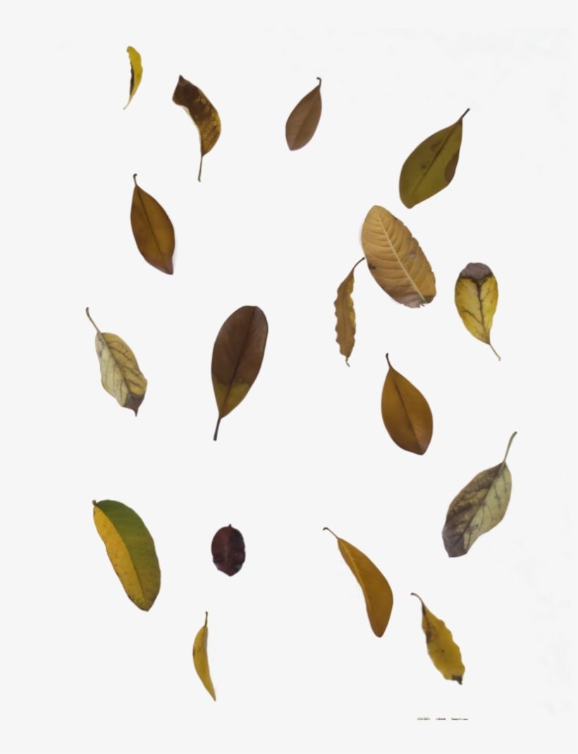 Download Transparent Falling Autumn Leaves Transparent Images - Leaf ...