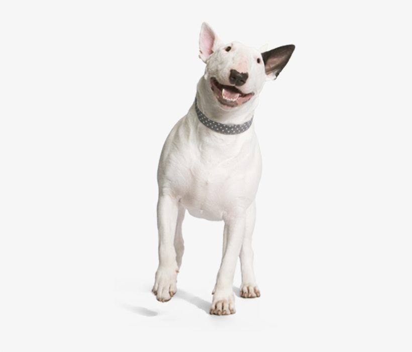 Prescribe A Comfortable Spay/neuter Recovery With Onsior - Smiling Dog ...
