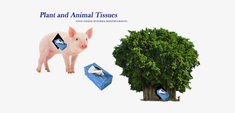 Tissues - Fw - Save Paper Save Environment - 576x317 PNG Download - PNGkit