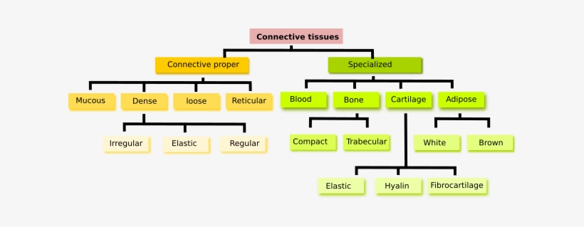 Tipos De Conectivos - Clasificacion Del Tejido Conectivo - 630x239 PNG ...