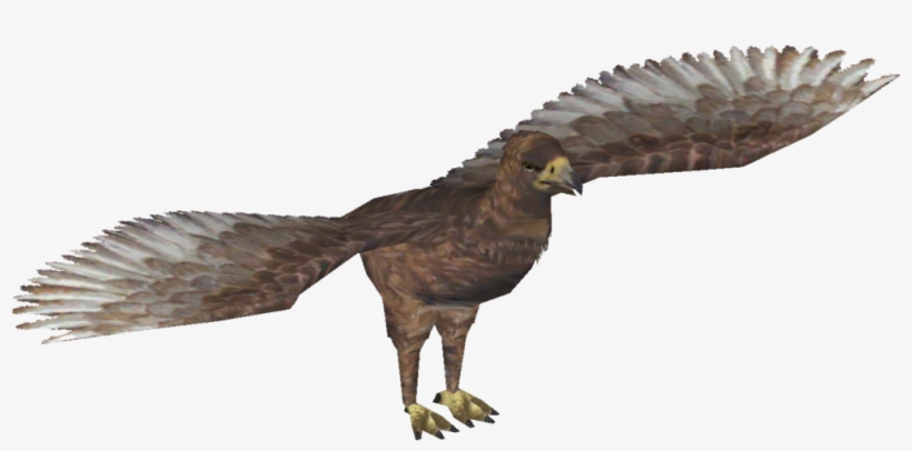 Haast's Eagle - 1024x1024 PNG Download - PNGkit