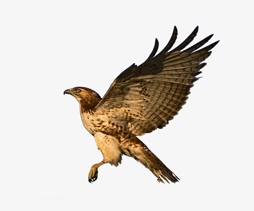 Red Tailed Hawk - 960x600 PNG Download - PNGkit