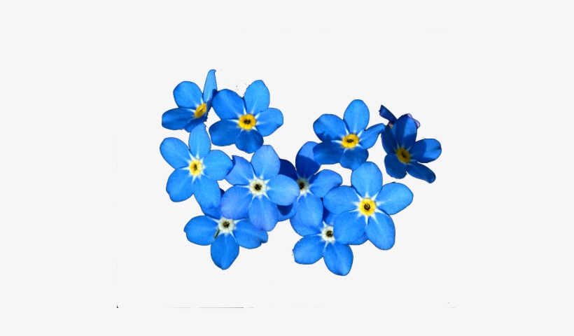 Forget Me Nots Png - 500x399 PNG Download - PNGkit